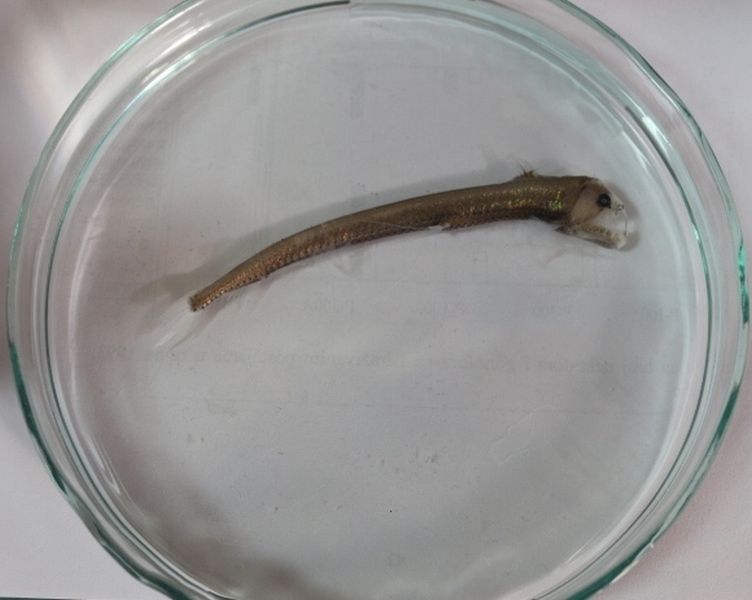 PREDSTAVLJAMO: Znanstvenik i istraživač Rade Garić bavi se detektivskim ...