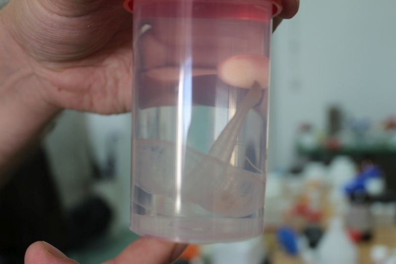 PREDSTAVLJAMO: Znanstvenik i istraživač Rade Garić bavi se detektivskim ...